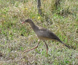 FAUNA E FLORA DO MEU SERIDÓ POTIGUAR.: abril 2012