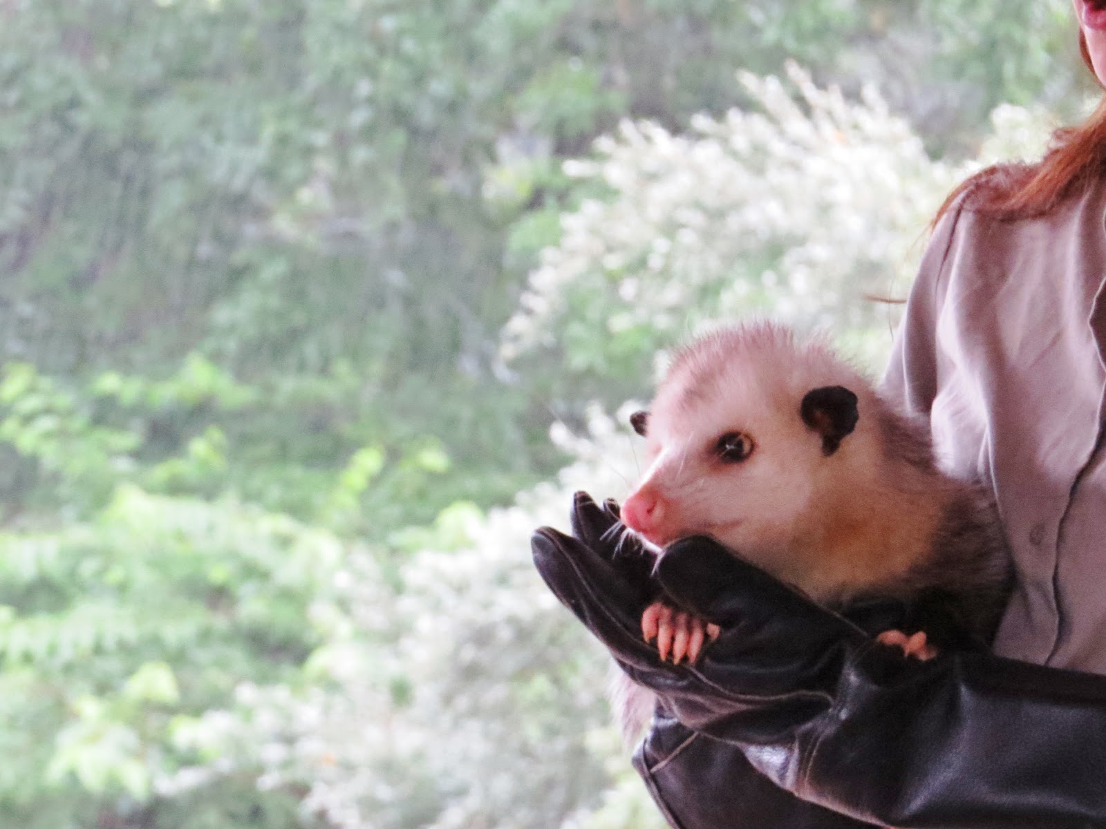 Let Your Light Shine: Playing Possum