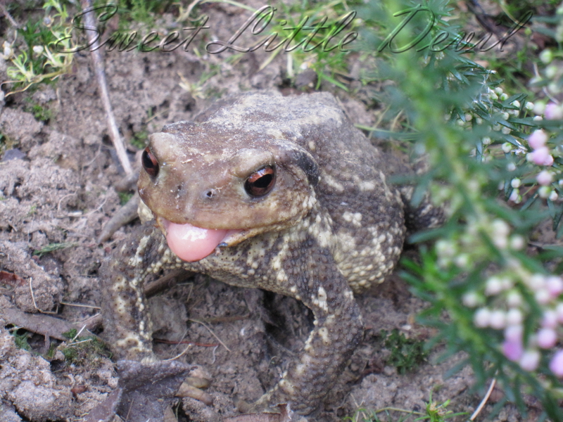 Flights of fancy: La princesse et la grenouille le crapaud