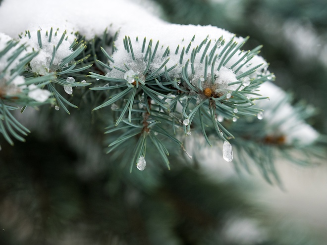 How do plants adapt to cold?