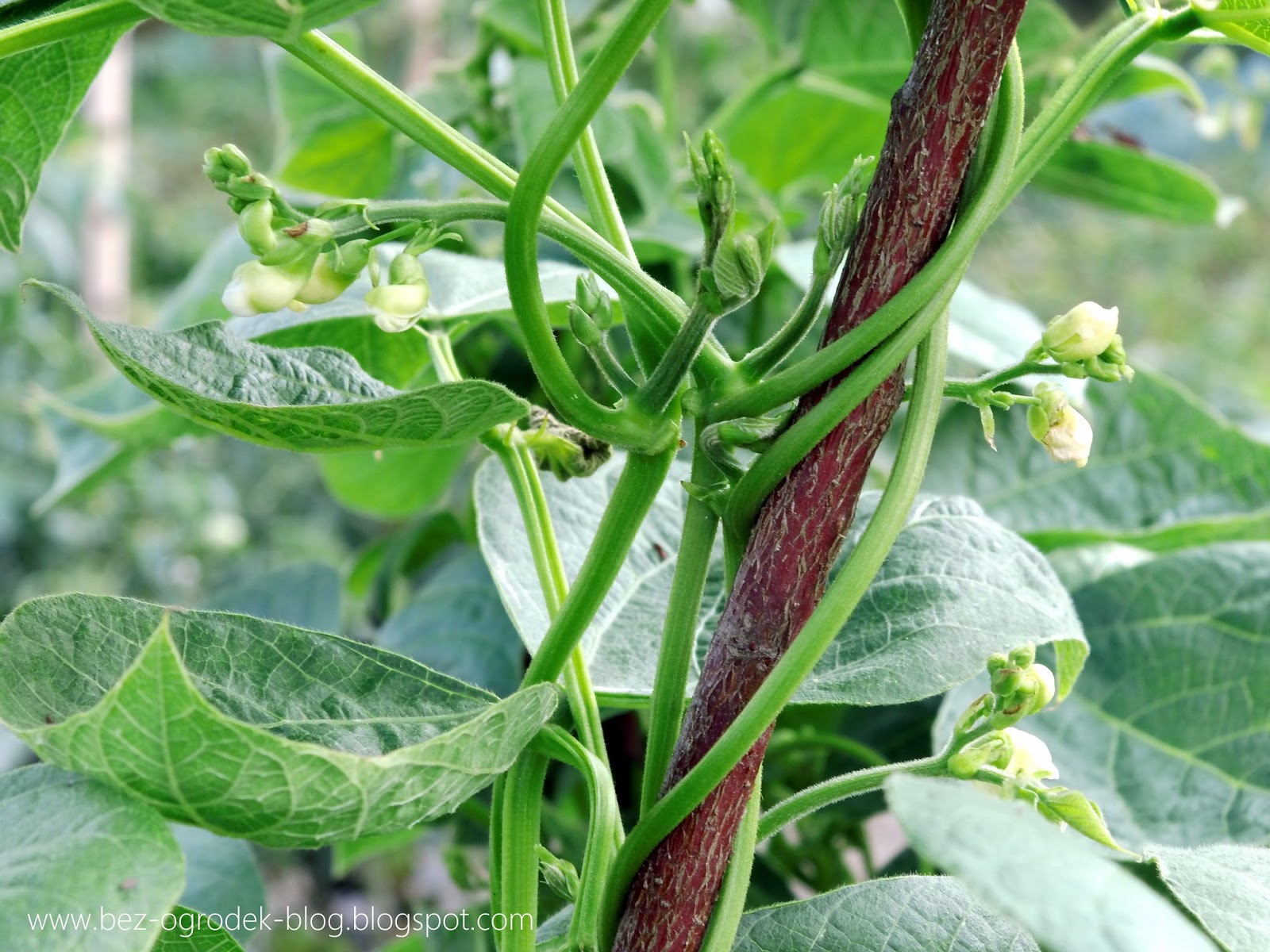 Fasola eucharystyczna z hostią. Święte nasiona? | BEZ OGRÓDEK | blog ...