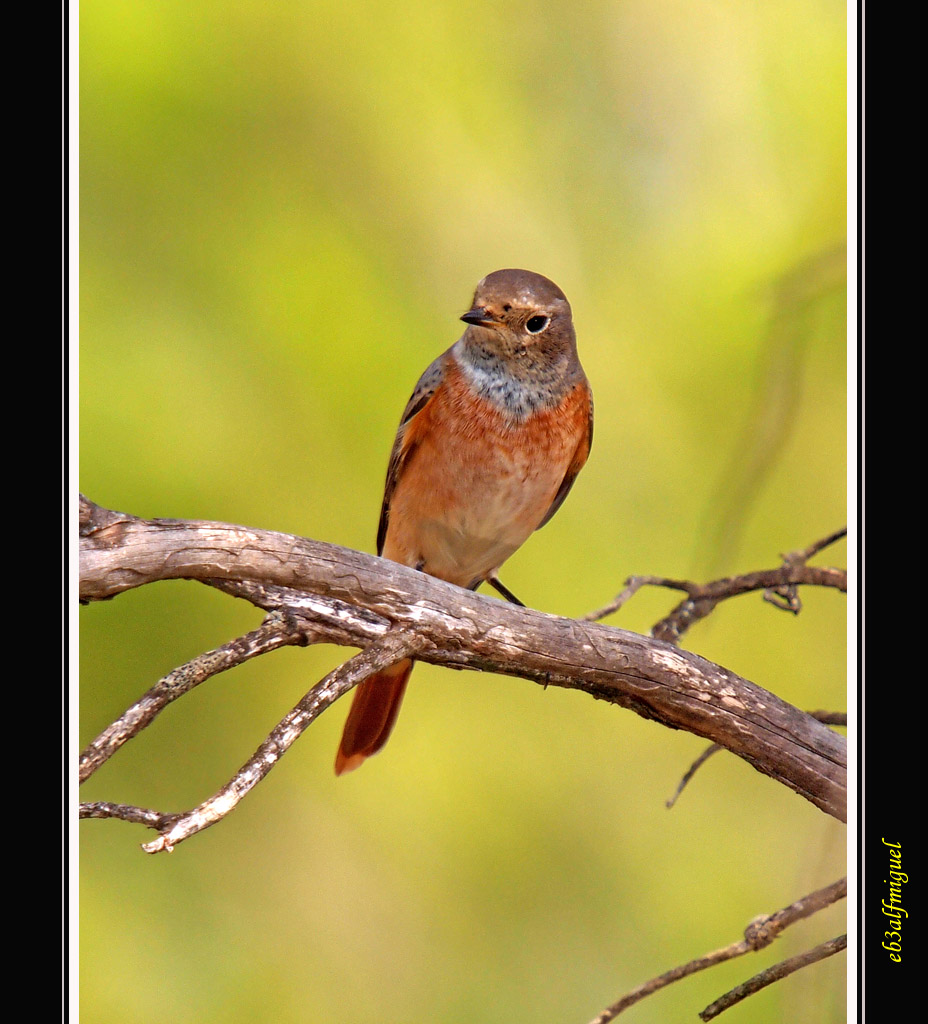 Miguel fotografia: Colirrojo real (Phoenicurus phoenicurus)