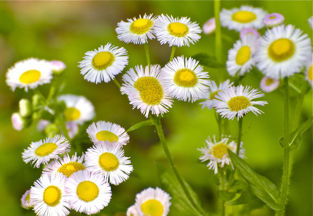 Riverdaze…: COMMON BEAUTY