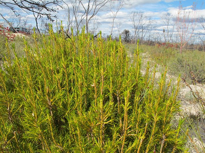 Esperance Wildflowers: Calectasia grandiflora - Blue Tinsel Lily