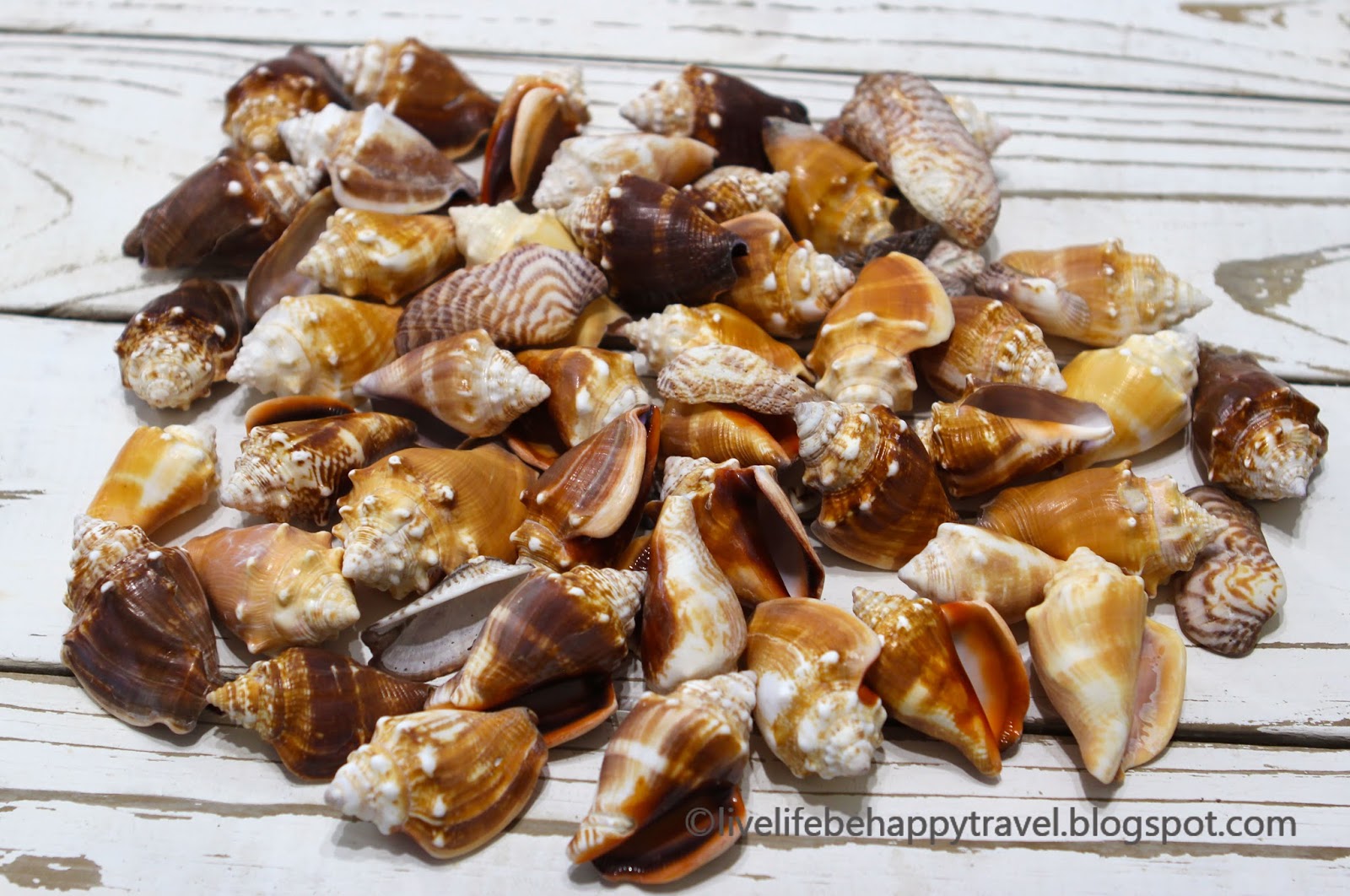 Life and Coconuts: Discovering Florida's Hidden Treasures: The Best ...