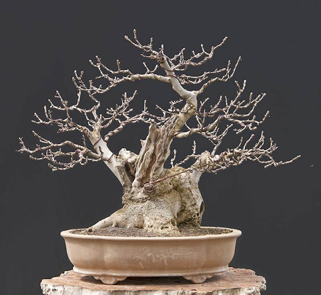 Walter Pall Bonsai Adventures: Flowering ash #2