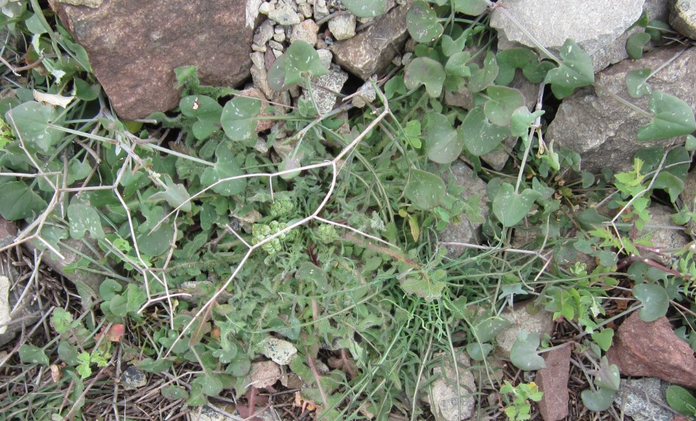 Mis experiencias mis imágenes: Acedera, (Rumex Acetosa)