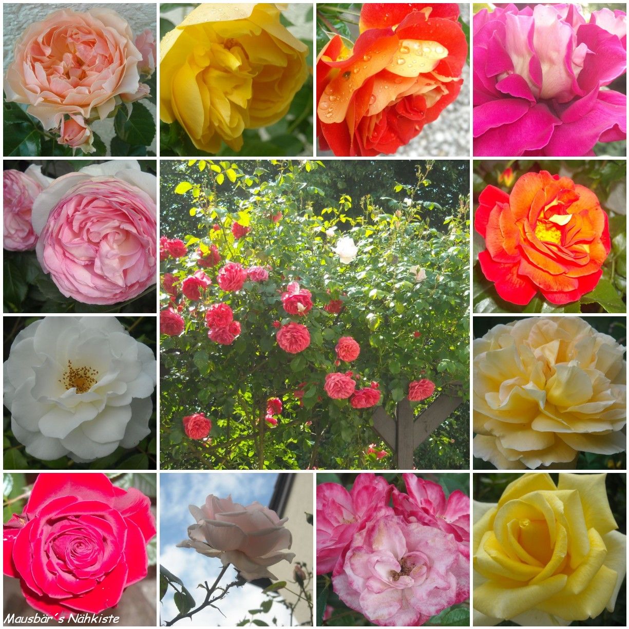 Mausbär´s - Nähkiste: " The Beauty of Roses ... / Die Schönheit von ...