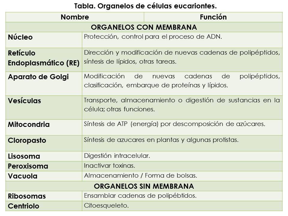LA ENSEÑANZA DE LA BIOLOGÍA: LA CÉLULA