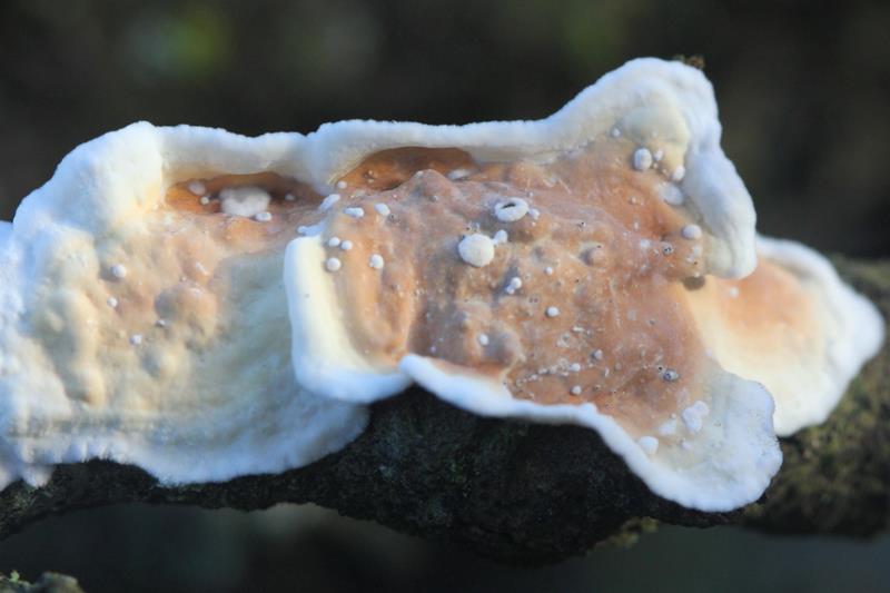 Menuda Natura: Byssomerulius corium (Pers.) Parmasto