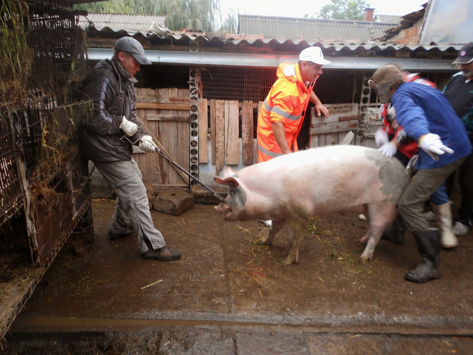 Virgil and Alice's Excellent Adventures: Pig Cutting