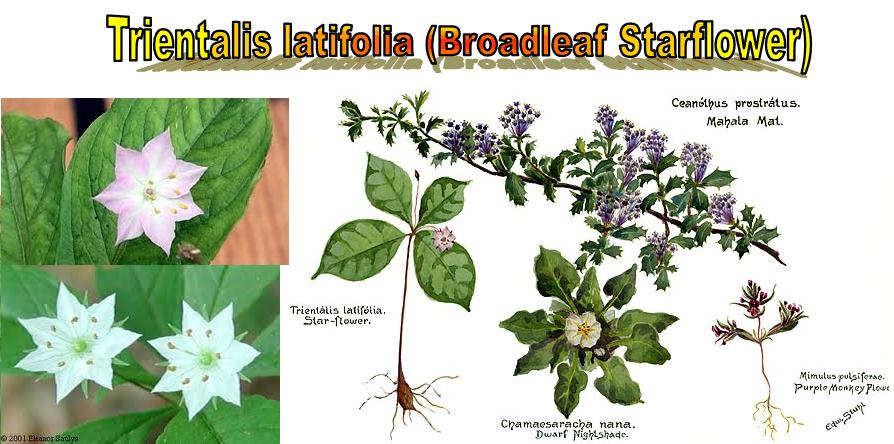 GARDEN EXPLORER by FAIRUS