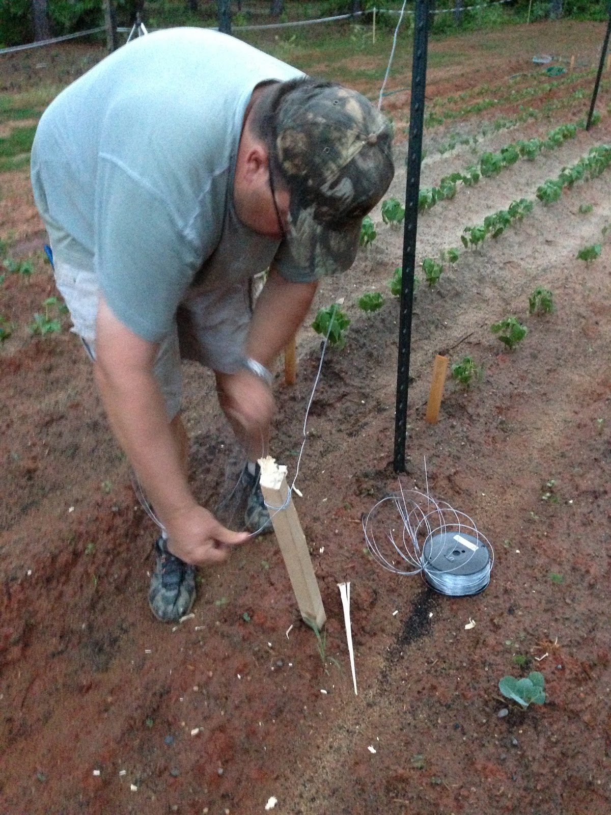 Changing Gears: Staking the Pole Beans & Work Shop Construction - Part 1