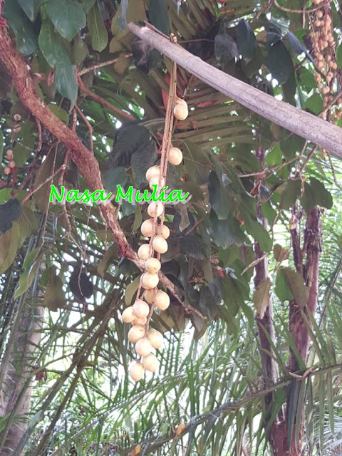 warna warni hidupku..............: Pokok Buah Rambai