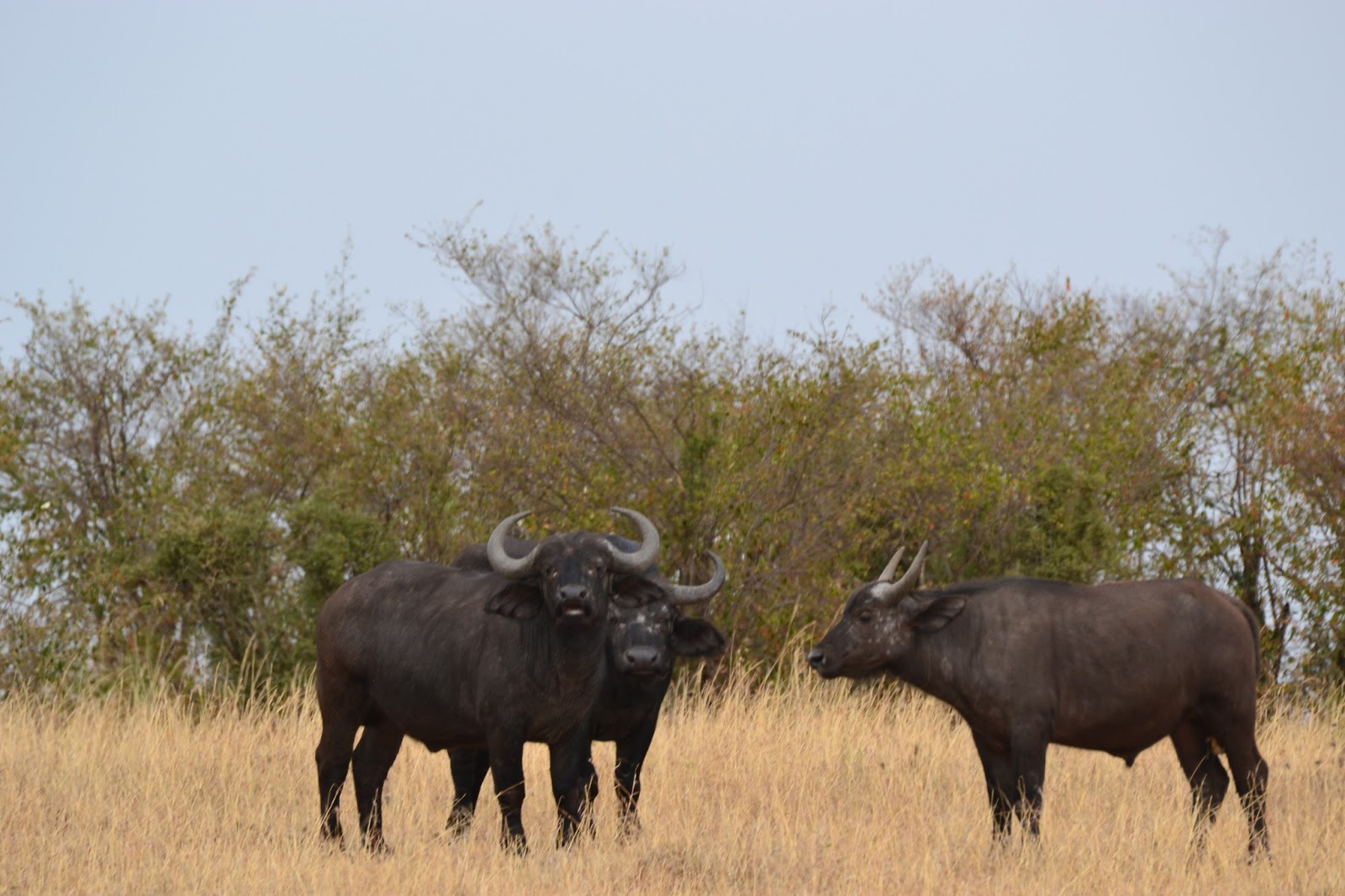 Africa Safari 2013: Day - 26 Naivasha to Kentmere Club in Limuru, Kenya