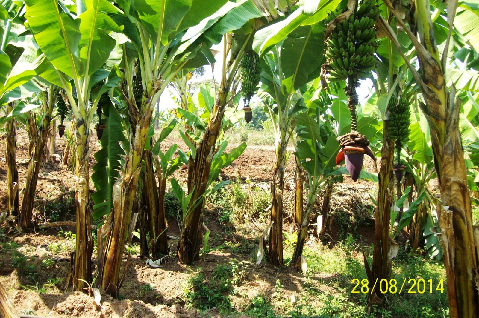 KIlimo mseto ~ Maisha ni Vita