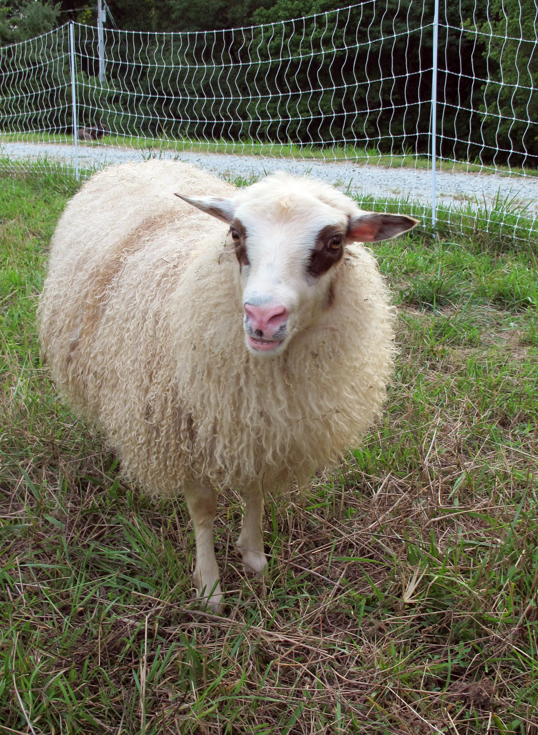 FarmGirl's Homestead Sheep: Finnsheep and Gulf Coast Natives