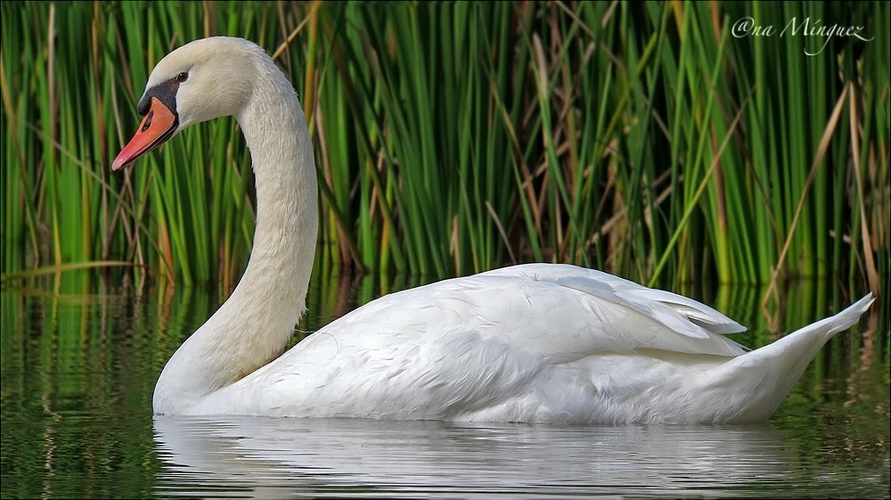 NATURANAFOTOS: noviembre 2013