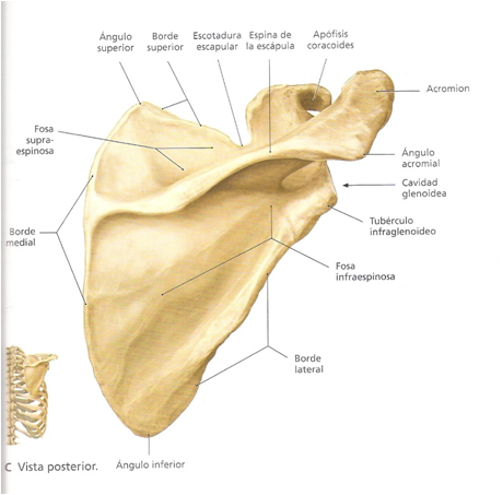 OSTEOLOGíA DE MIEMBRO SUPERIOR: ESCÁPULA