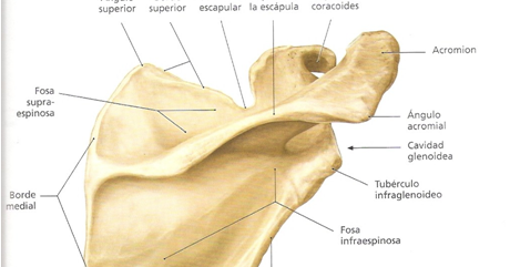 OSTEOLOGíA DE MIEMBRO SUPERIOR: ESCÁPULA