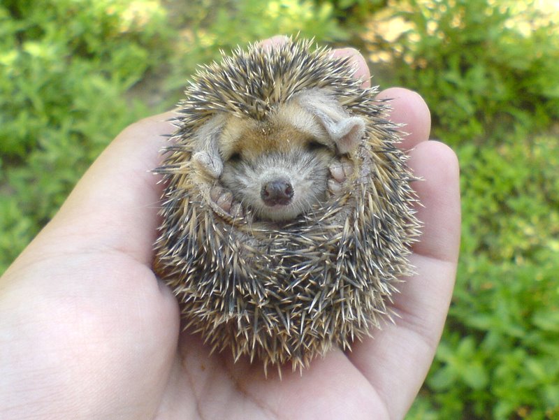 Mini Hedgehog | Fun Animals Wiki, Videos, Pictures, Stories