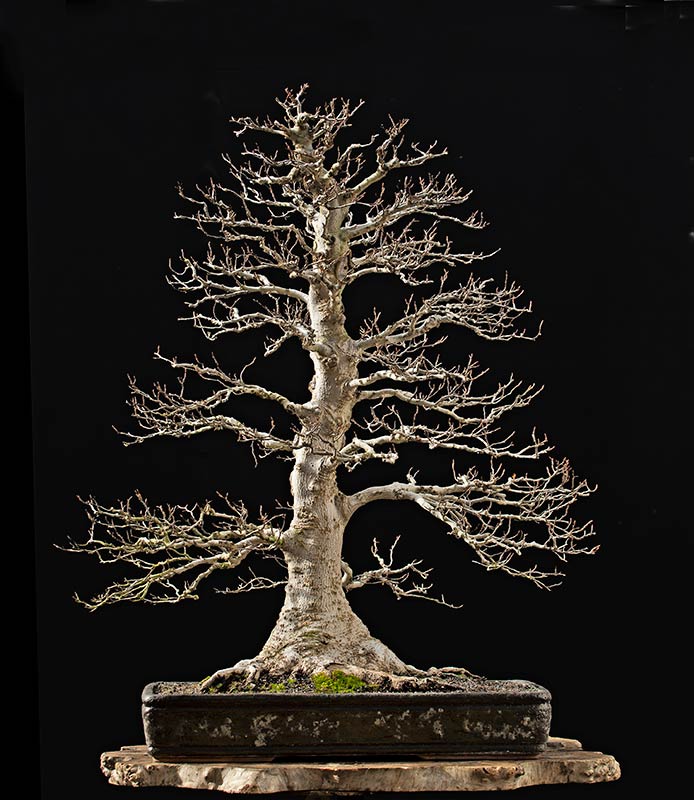 Walter Pall Bonsai Adventures: Japanese beech #2