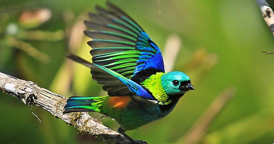 Variety of Life: Tangara