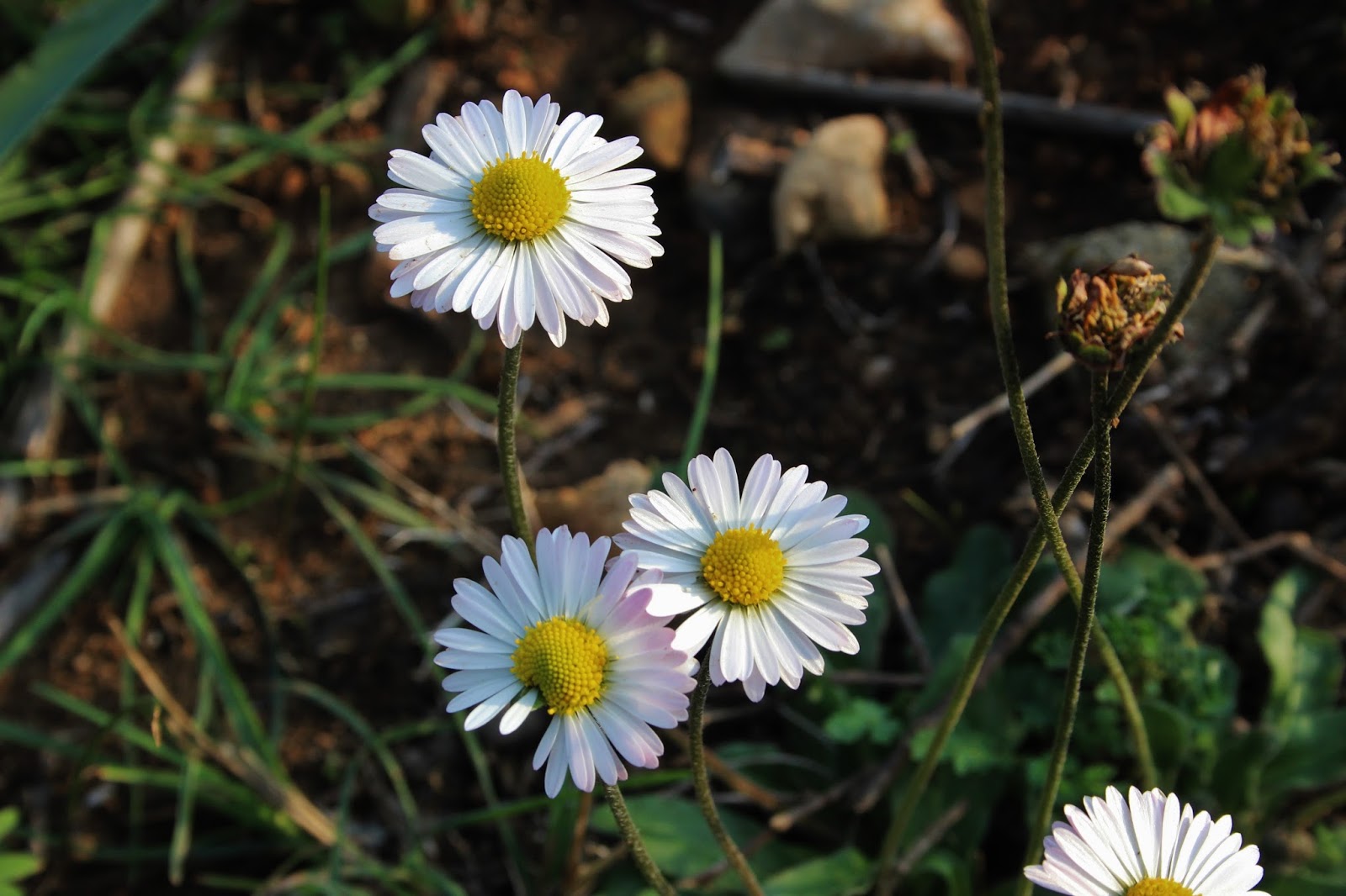 Biodiversity of Cyprus by NGO Protection of the Natural Heritage and ...