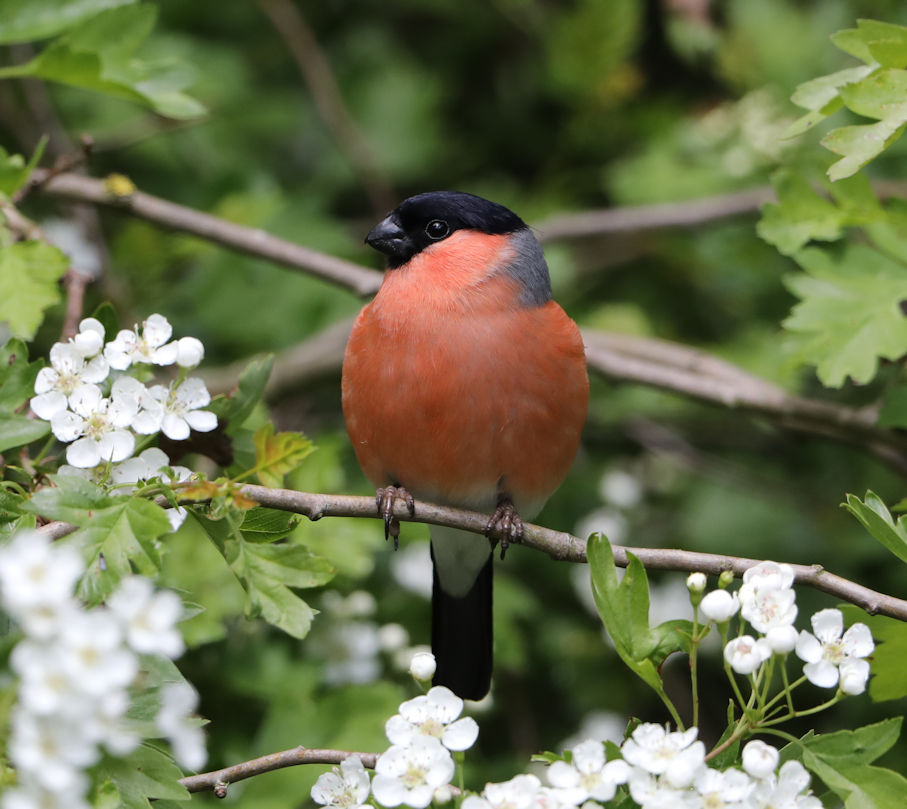 Northamptonshire Bird Club: Photographic Competition Entries and ...