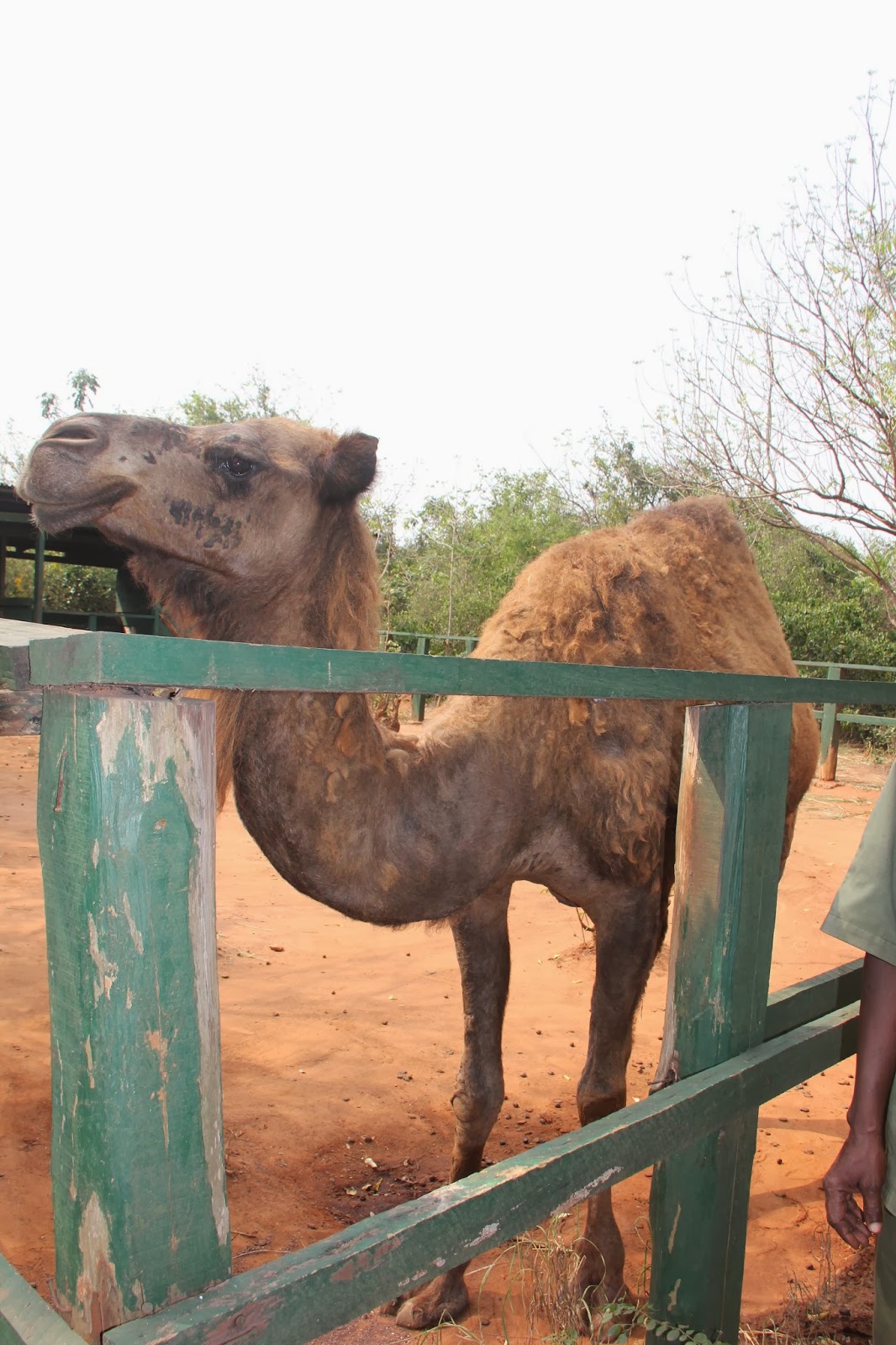 Life in Africa: Accra Zoo (Achimota Forest)