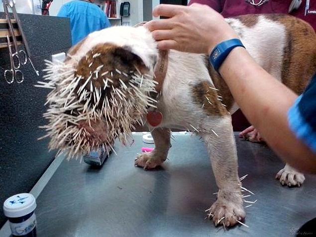 Bulldog survives after 500 porcupine quills stuck in her face (5 pics ...