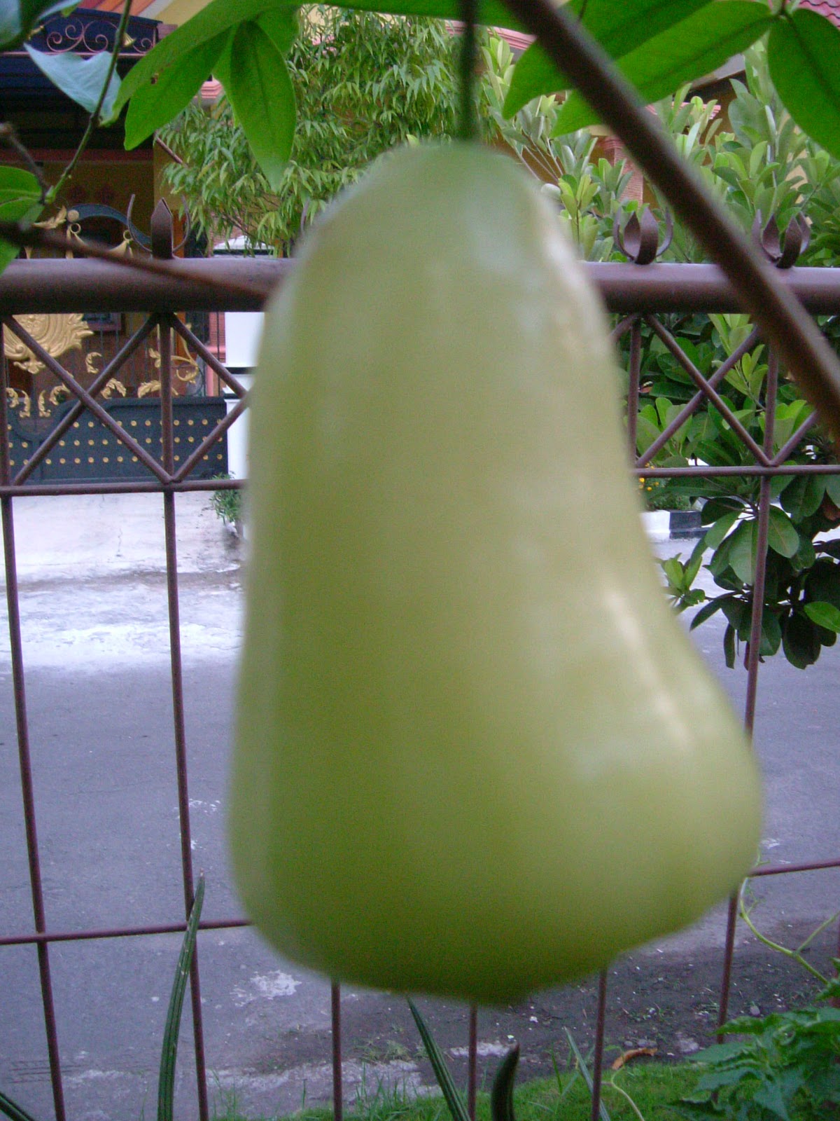 Bibit Buah Bunton Malang: Macam - macam Jambu Air