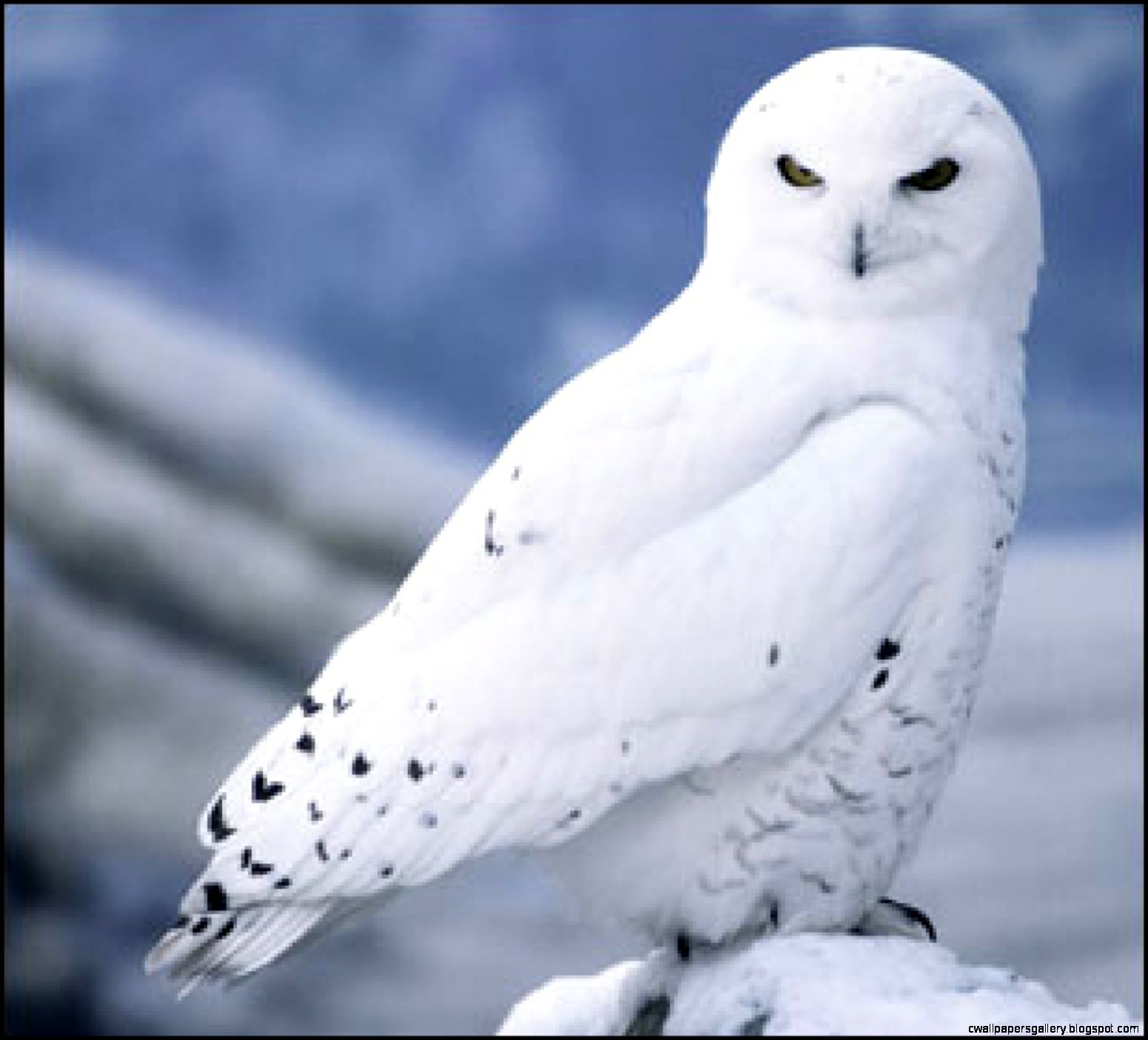 Winter Owl Wallpaper | Wallpapers Gallery