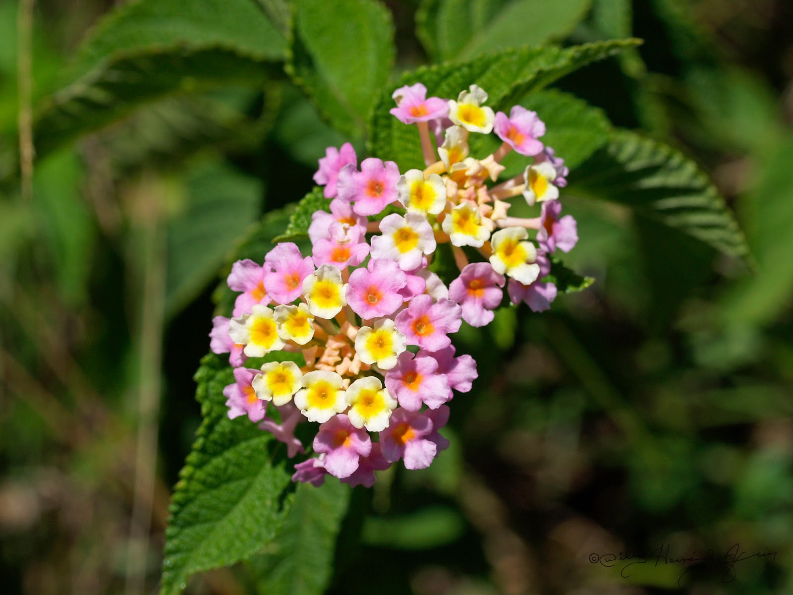 Flora de Puerto Rico Ilustrada Papo Vives: VERBENACEAE LANTANA CAMARA ...
