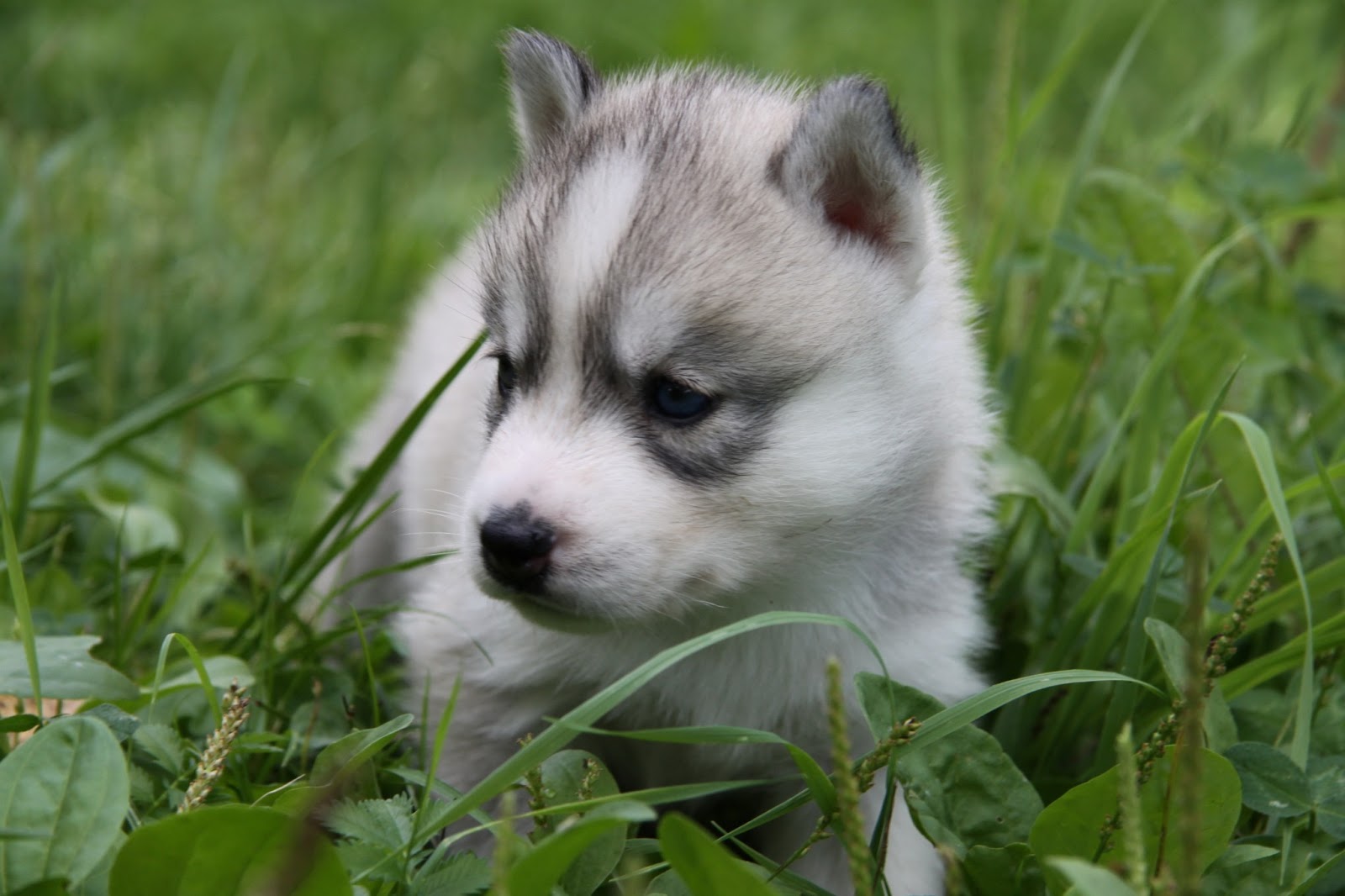 Siberian Husky Puppy Wallpapers