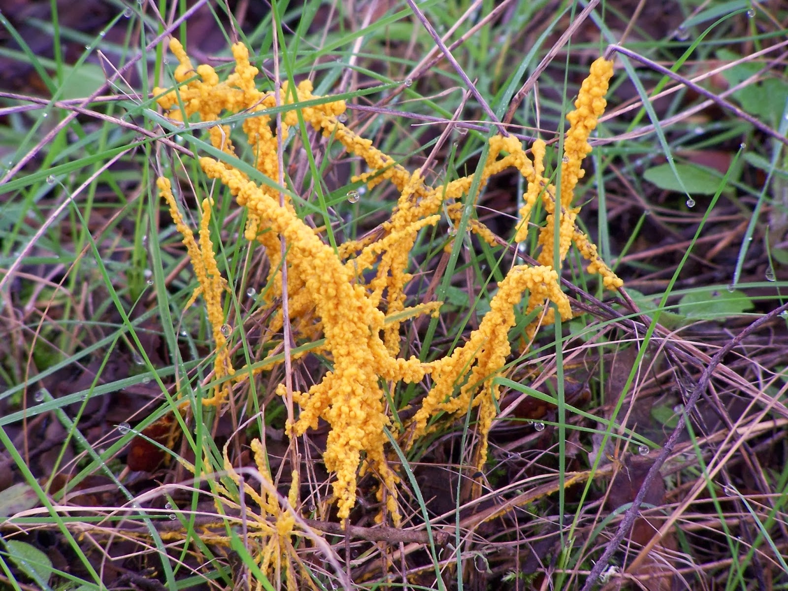 Setas Extremadura : Fuligo Septica