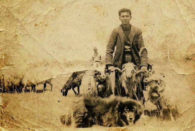 ΕΛΛΑΝΙΑ ΠΥΛΗ: Ο ΠΕΡΗΦΑΝΟΣ ΕΛΛΗΝΙΚΟΣ ΠΟΙΜΕΝΙΚΟΣ: ΜΙΑ ΑΡΧΑΙΑ ΡΑΤΣΑ ΠΟΥ ...