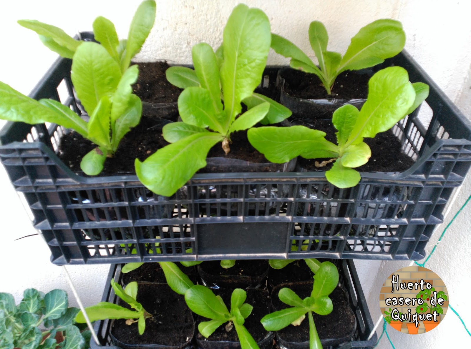 Huerto Casero de Quiquet: Huerto vertical para lechugas