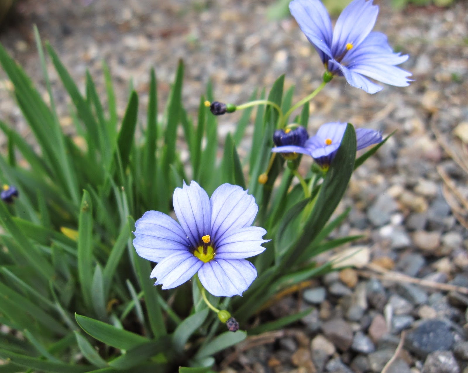 MulchMaid: Garden Bloggers' Bloom Day, May 2014