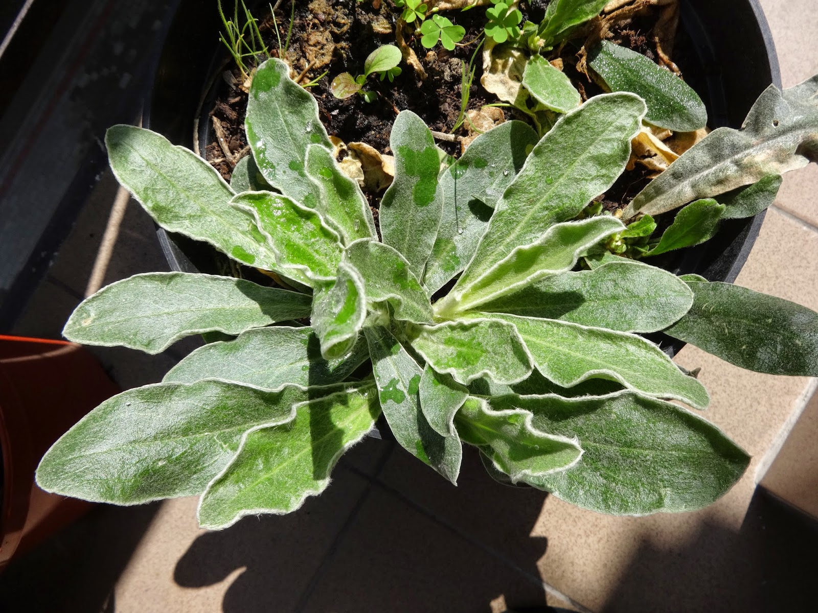 Zioła z Odległych Krain: Sideritis scardica - Gojnik scardica, Grecka ...