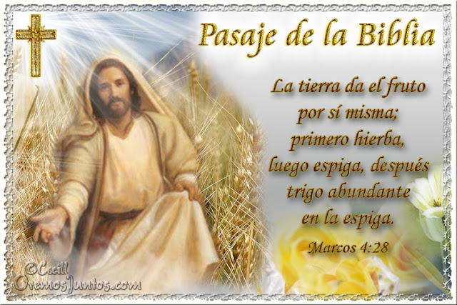 Vidas Santas: Santo Evangelio según san Marcos 4:28