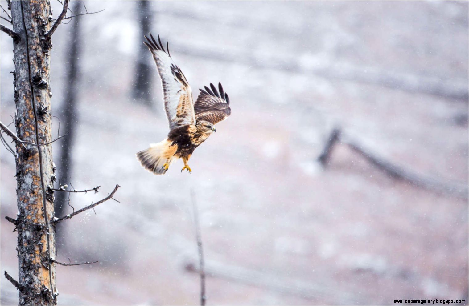Winter Birds Flying | Wallpapers Gallery