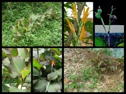 Aneka Fungsi Tanaman: Bunga Kana atau Ganyong