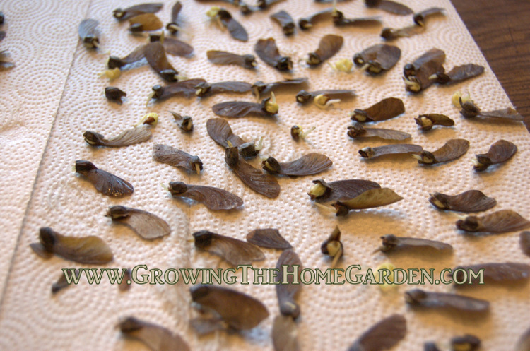 Gardening: Germinating Japanese Maple Seeds in a Plastic Bag
