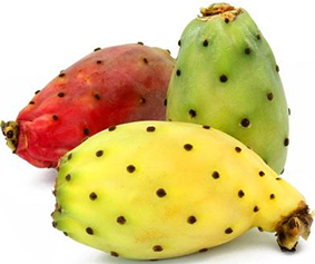 Le Cerveau de l'Enfant et de l'Adolescent: Le Cactus – Propriétés et ...