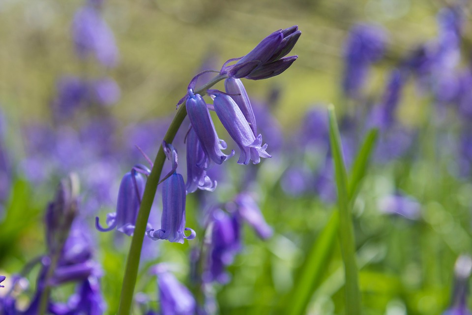life between the flowers : Bluebells of Ancient English Woodlands ...