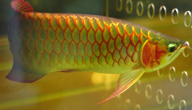 Arwana: About Arwana fish