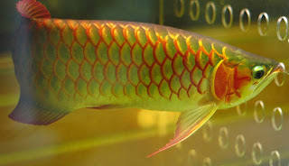 Arwana: About Arwana fish
