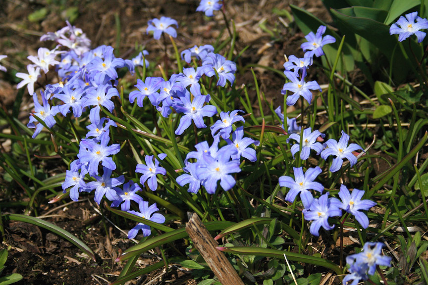 Bloomingwriter: Gardening in Nova Scotia: Snow-themed plants for the ...