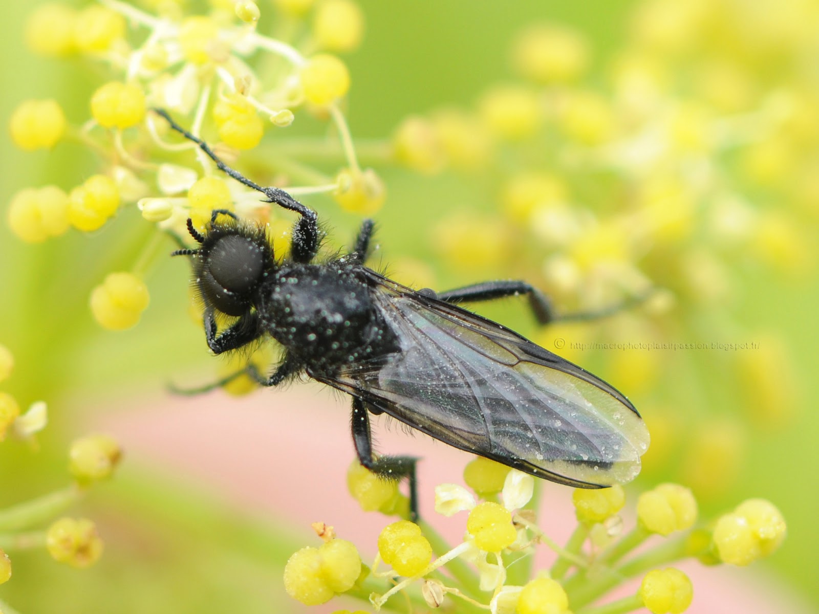 Macrophoto plaisir passion: Le Bibion ou Mouche de la Saint-Marc, Bibio ...
